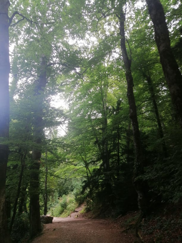 Forest’ED : retour sur les 3 jours d’apprentissage – Forêt Modèle de ...